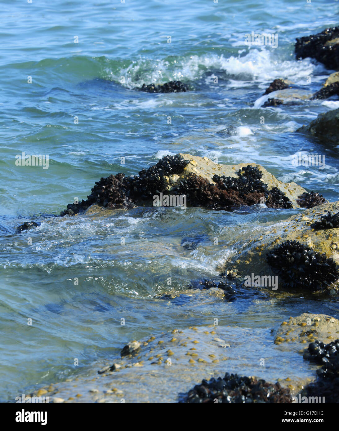 Bivalve mollusc clam body hi-res stock photography and images - Alamy