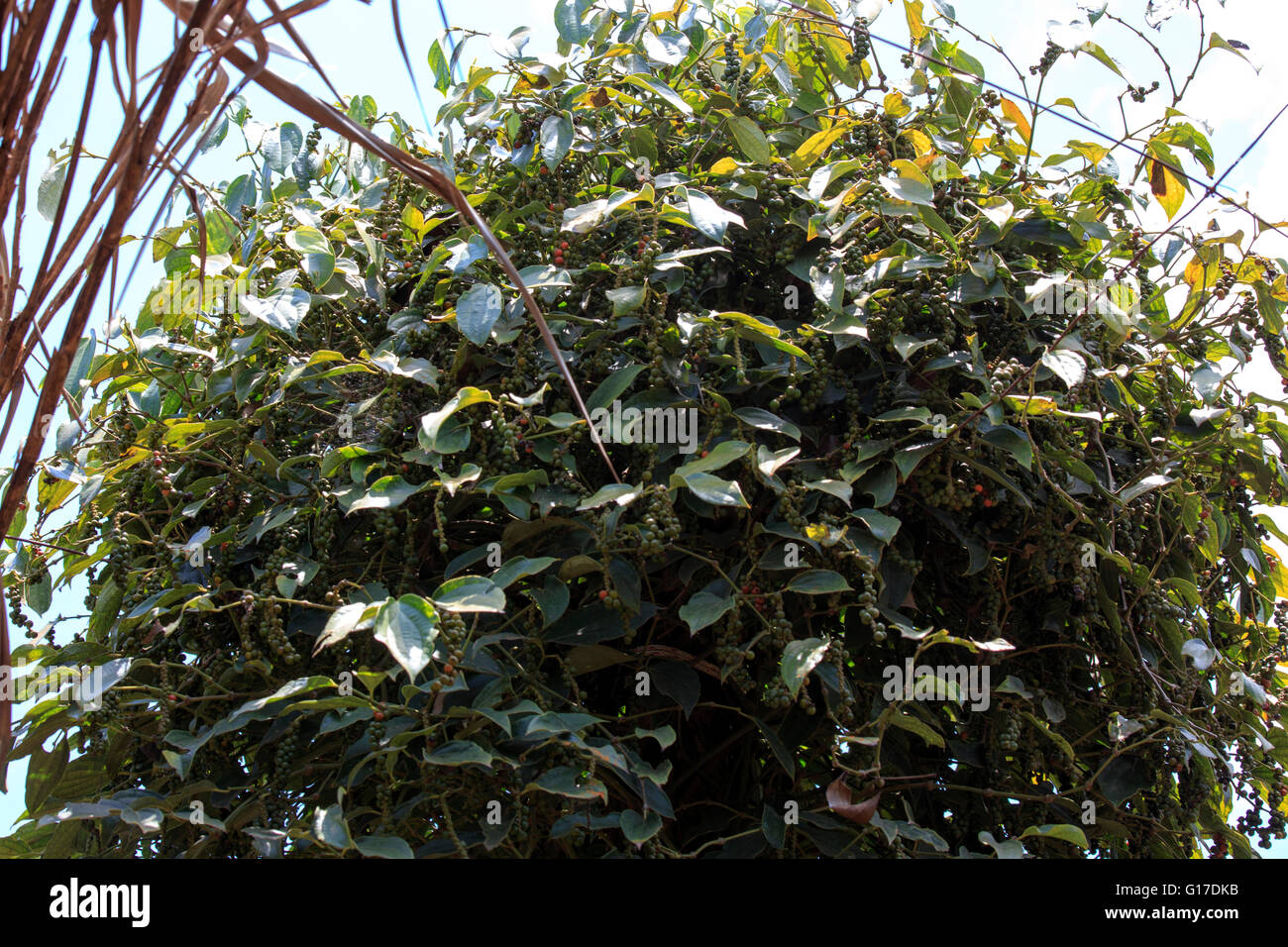 Black pepper plantation in Kampot Stock Photo - Alamy
