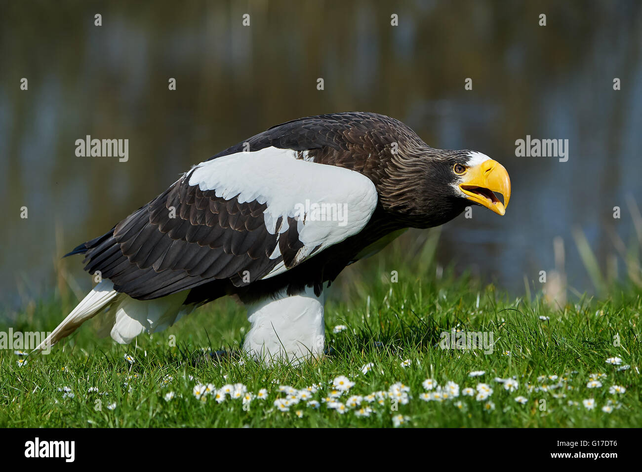 Eagle habitat hi-res stock photography and images - Alamy
