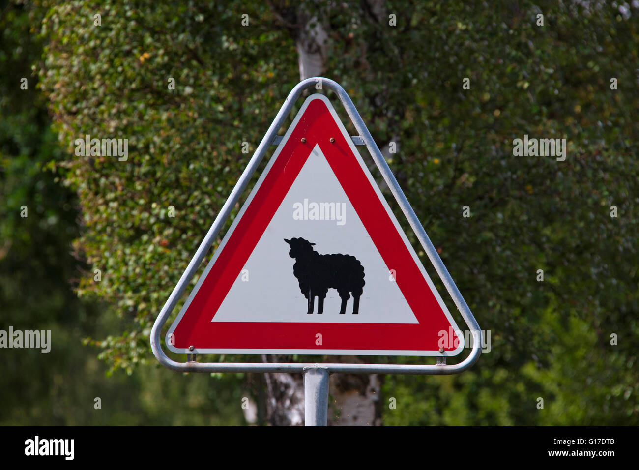 Warning sign / traffic sign for sheep crossing road Stock Photo - Alamy