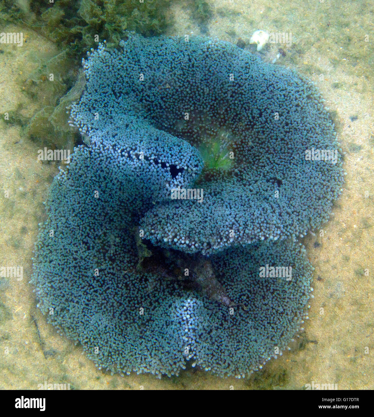 Semporna, sabah fish hi-res stock photography and images - Alamy