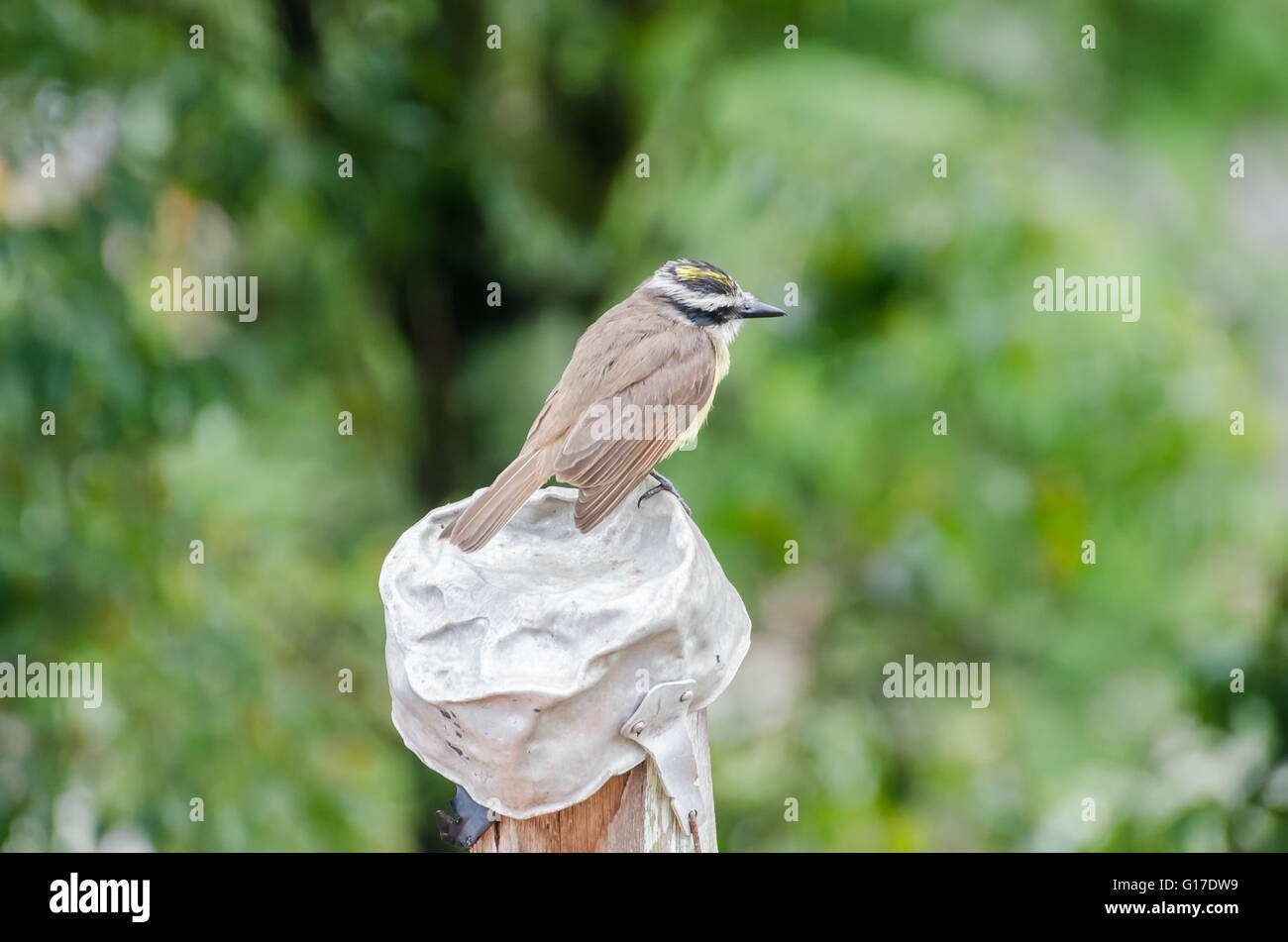 Yellow Bird known as bem-te-vi resting over an old pan Stock Photo - Alamy