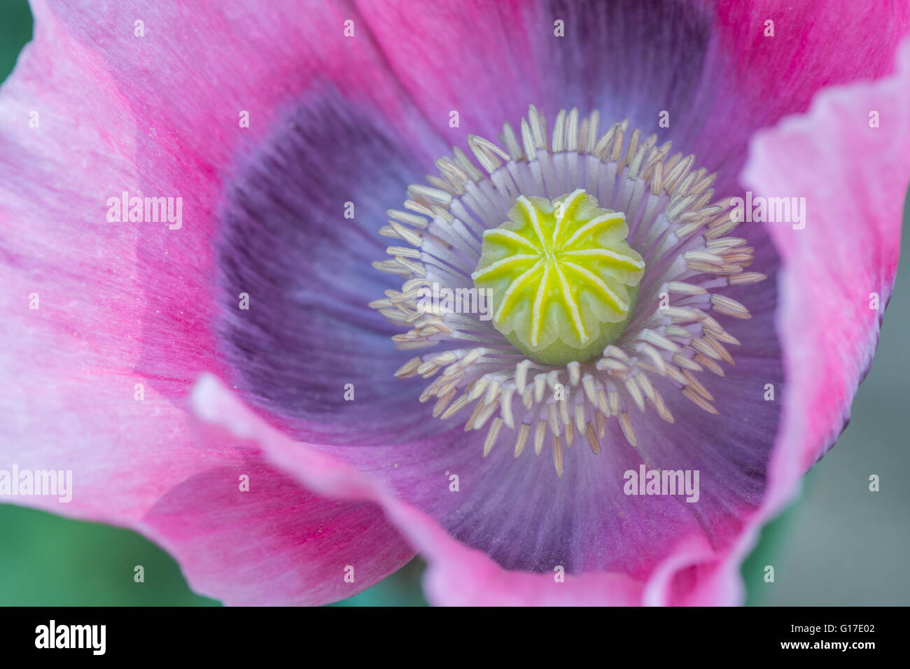 Inside of Pink and Purple Poppy Flower Close Up in early summer Stock ...