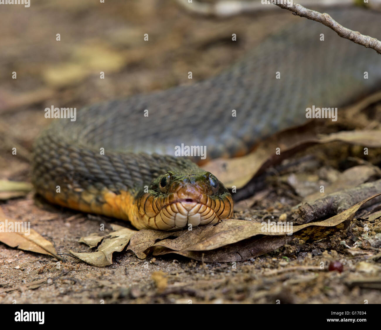 Plain-bellied Water Snake Close Up in Dried Leaves on hiking trail ...