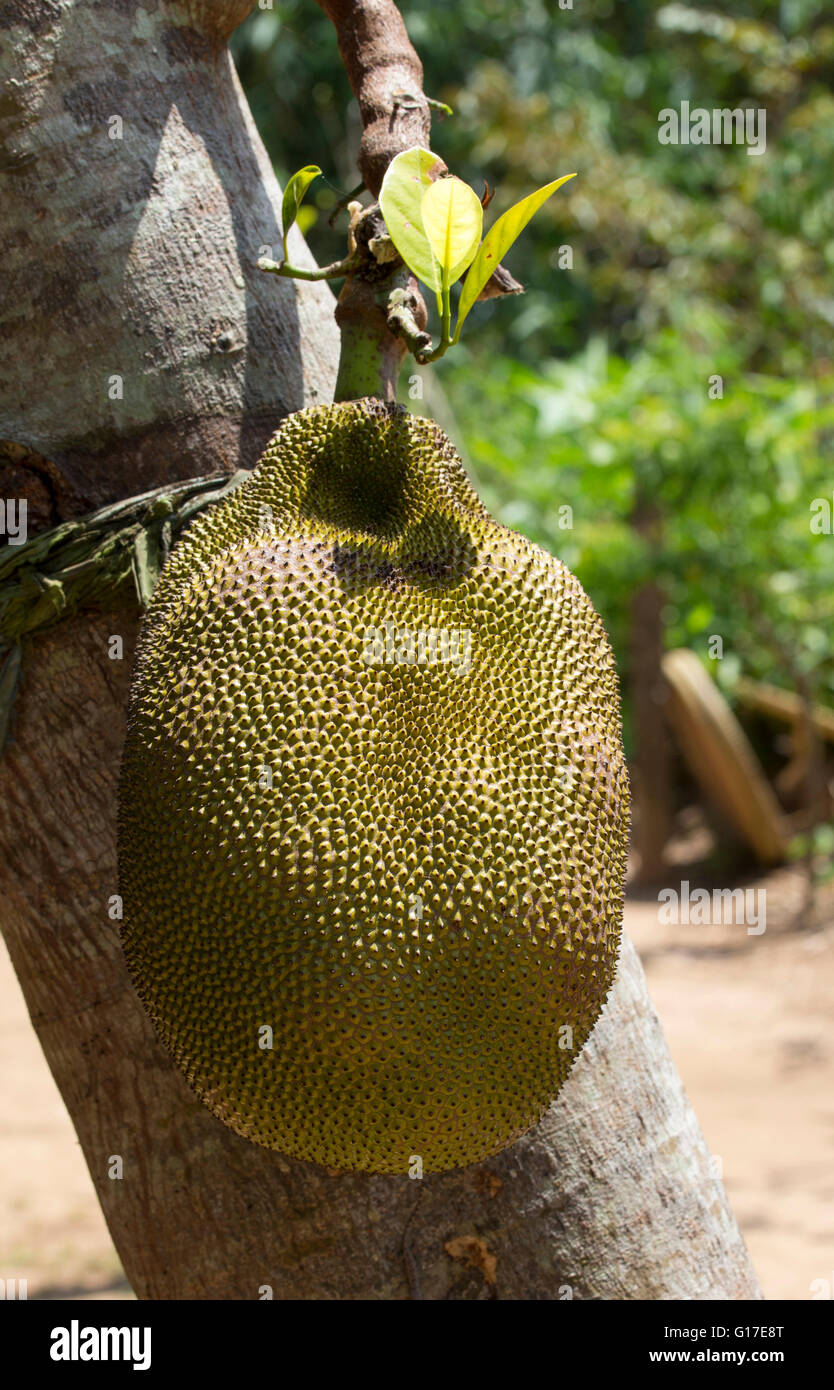 jackfruit on a tree in Asia Stock Photo - Alamy