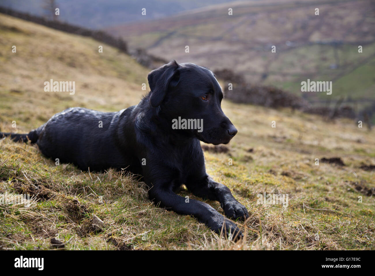 Black Labrador on Kisdon Hill, Swaledale, North Yorkshire Dales Stock ...