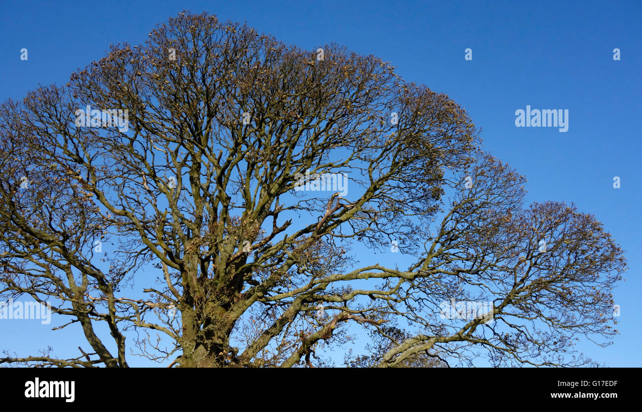 Sycamore Trees In Winter High Resolution Stock Photography and Images ...