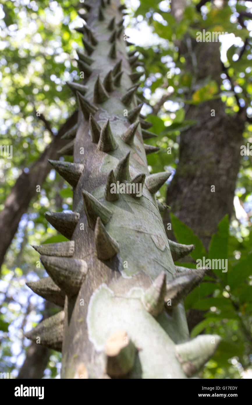 Tropical green tree trunk covered with large sharp thorns (Floss Silk ...