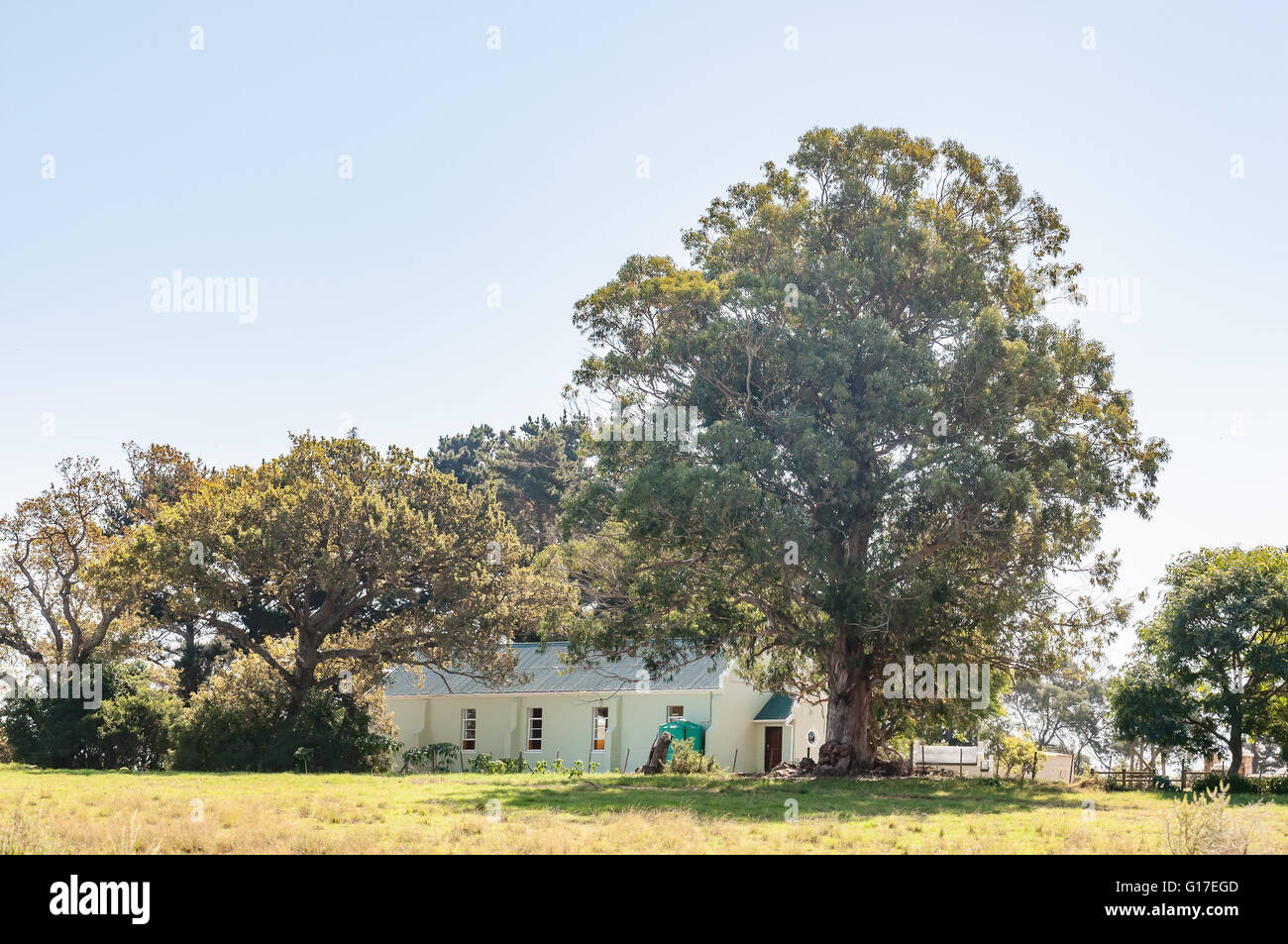 The Evangelical Lutheran Church under a huge eucalyptus tree on a farm ...