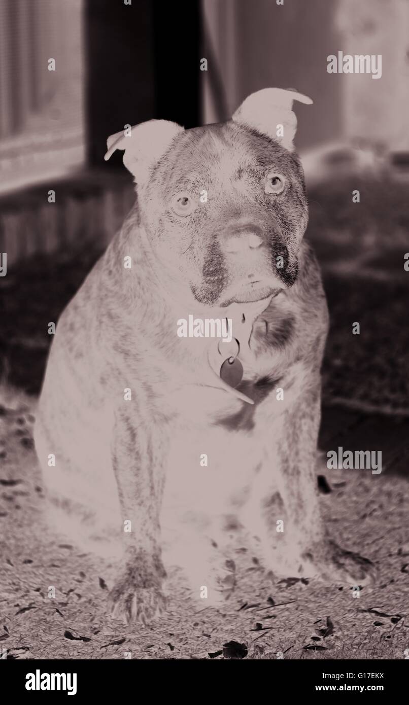 Staffie dog hi-res stock photography and images - Alamy