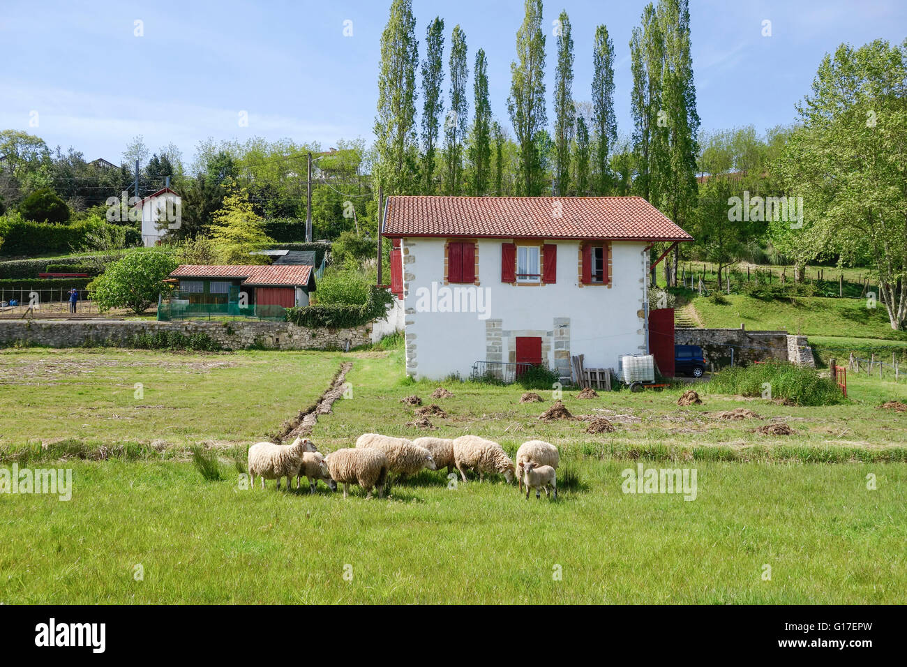 Sheep in green meadow in front of typical basque architecture ...