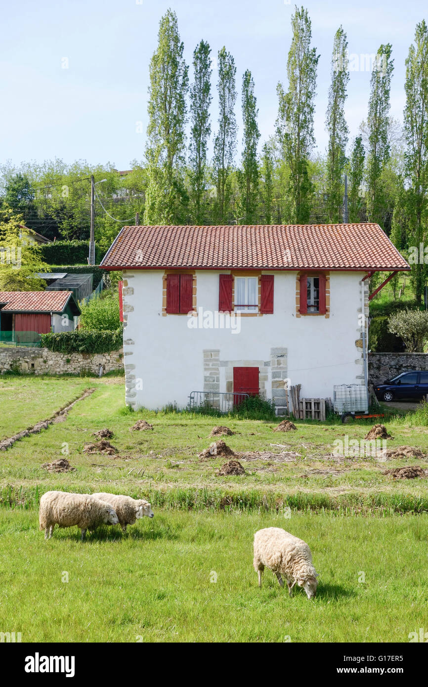 Sheep in green meadow in front of typical basque architecture ...