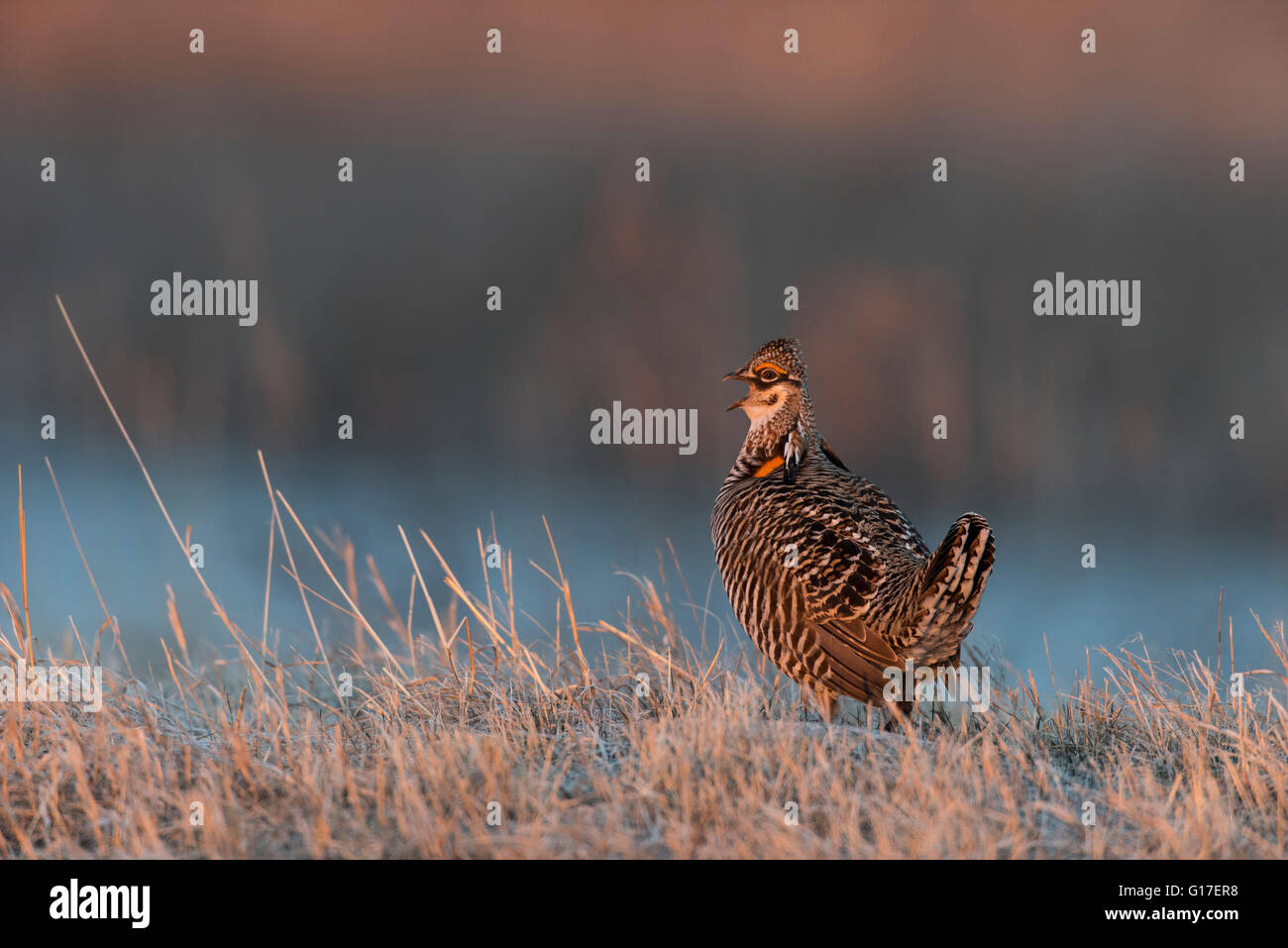 Dancing Prairie Chickens in the spring in Minnesota Stock Photo - Alamy