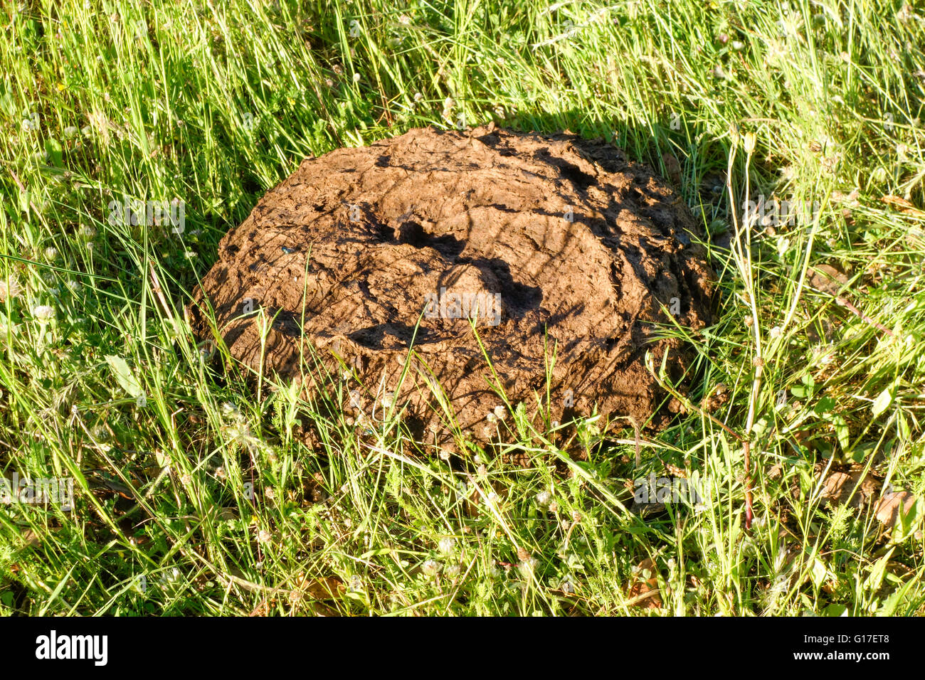 Cow dung, cow pat (Bos taurus) in meadow Stock Photo - Alamy