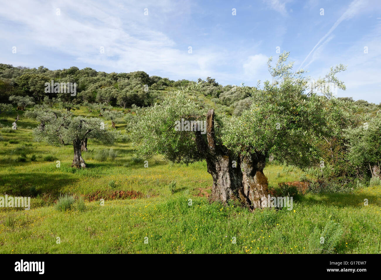 Olive trees, olive tree, mediterranean, Andalusia, Spain Stock Photo ...