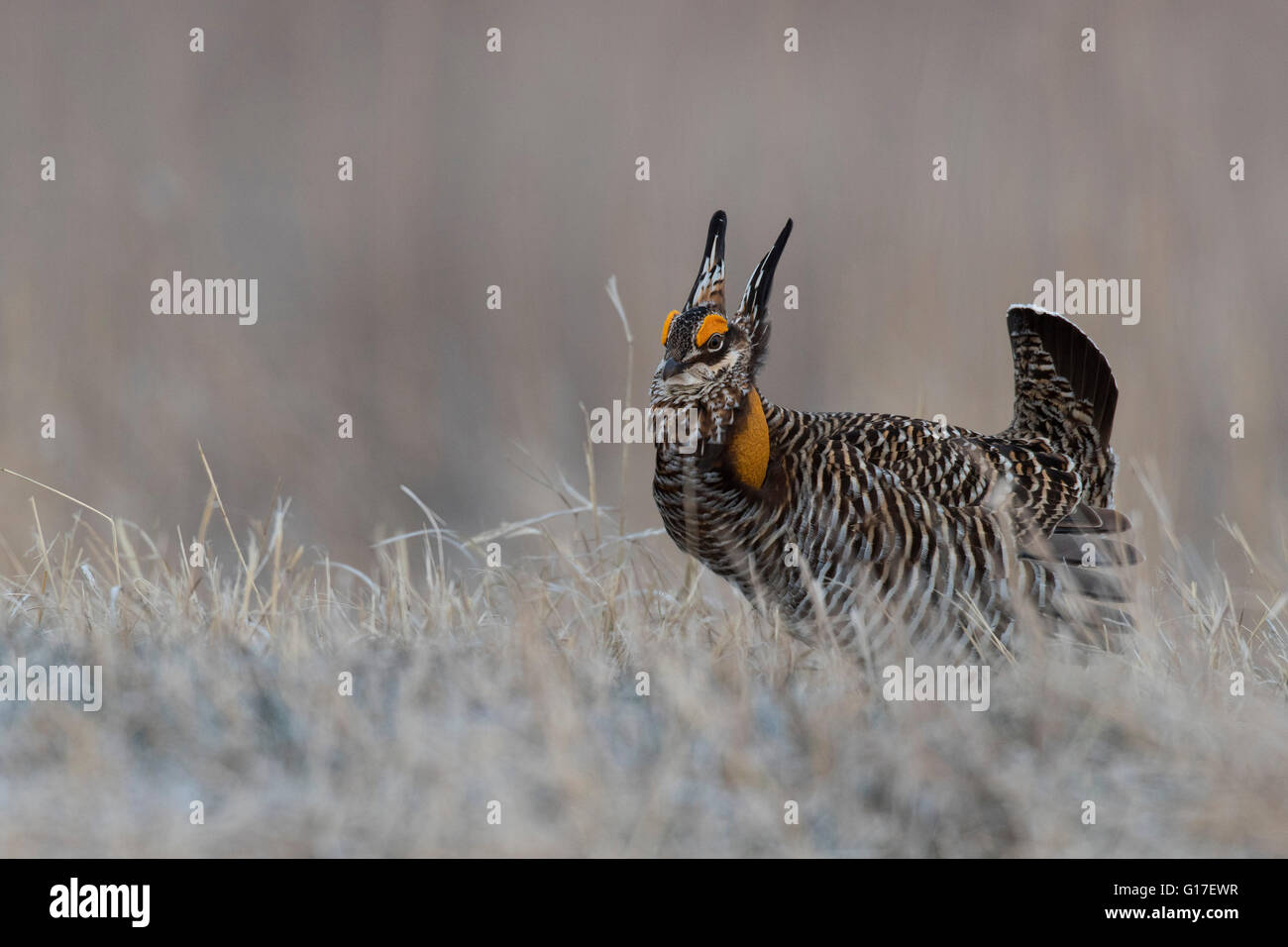 Dancing Prairie Chickens in the spring in Minnesota Stock Photo - Alamy