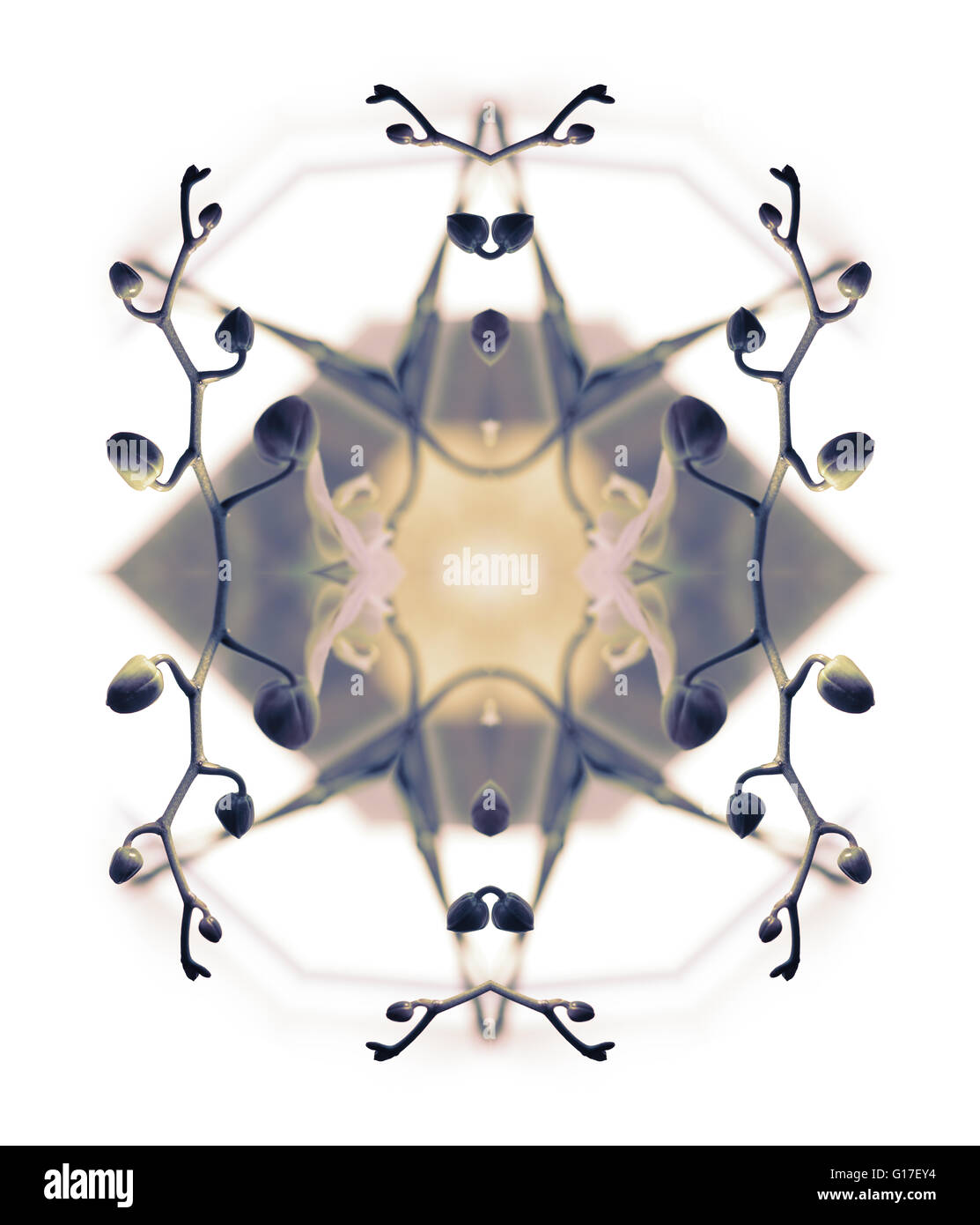 Art stylized orchid graphic composition Stock Photo - Alamy