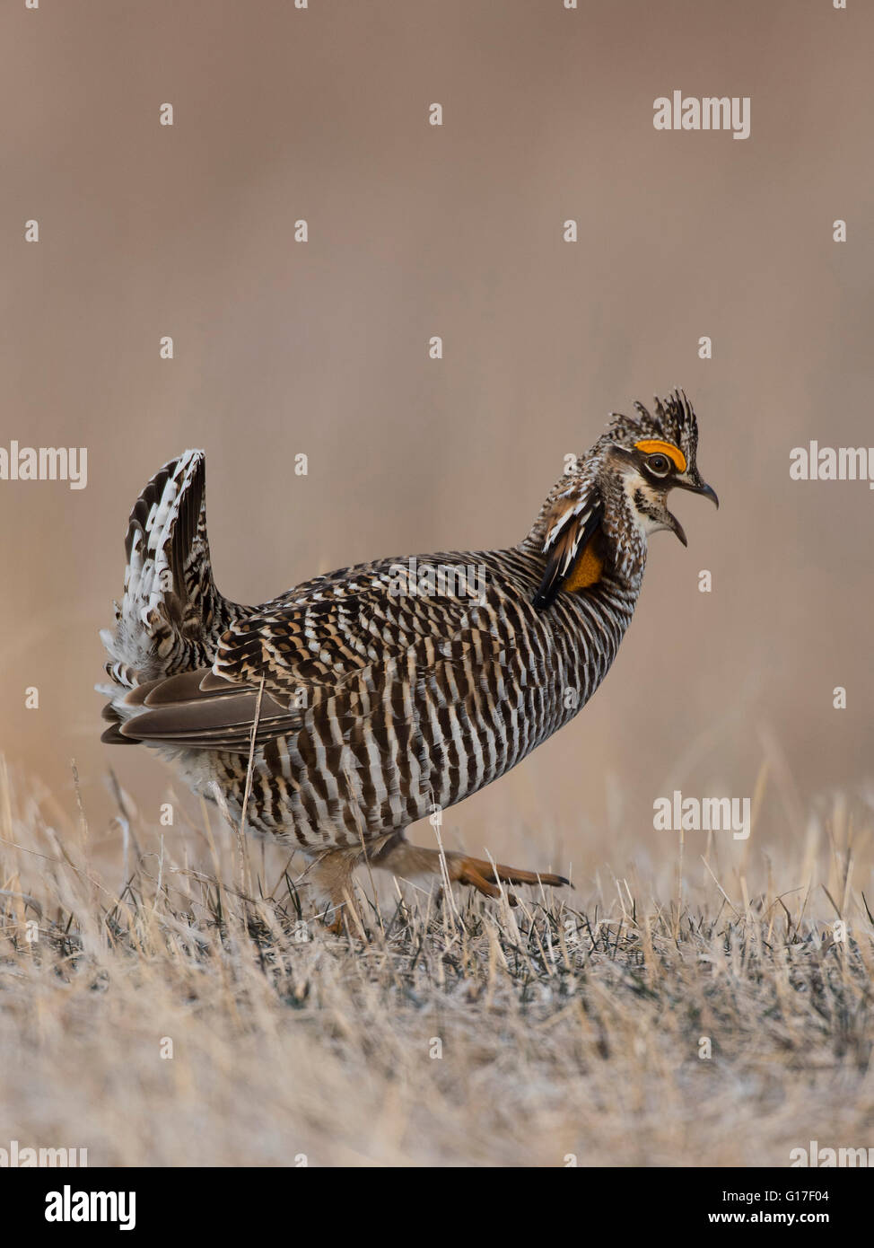 Dancing Prairie Chickens in the spring in Minnesota Stock Photo - Alamy