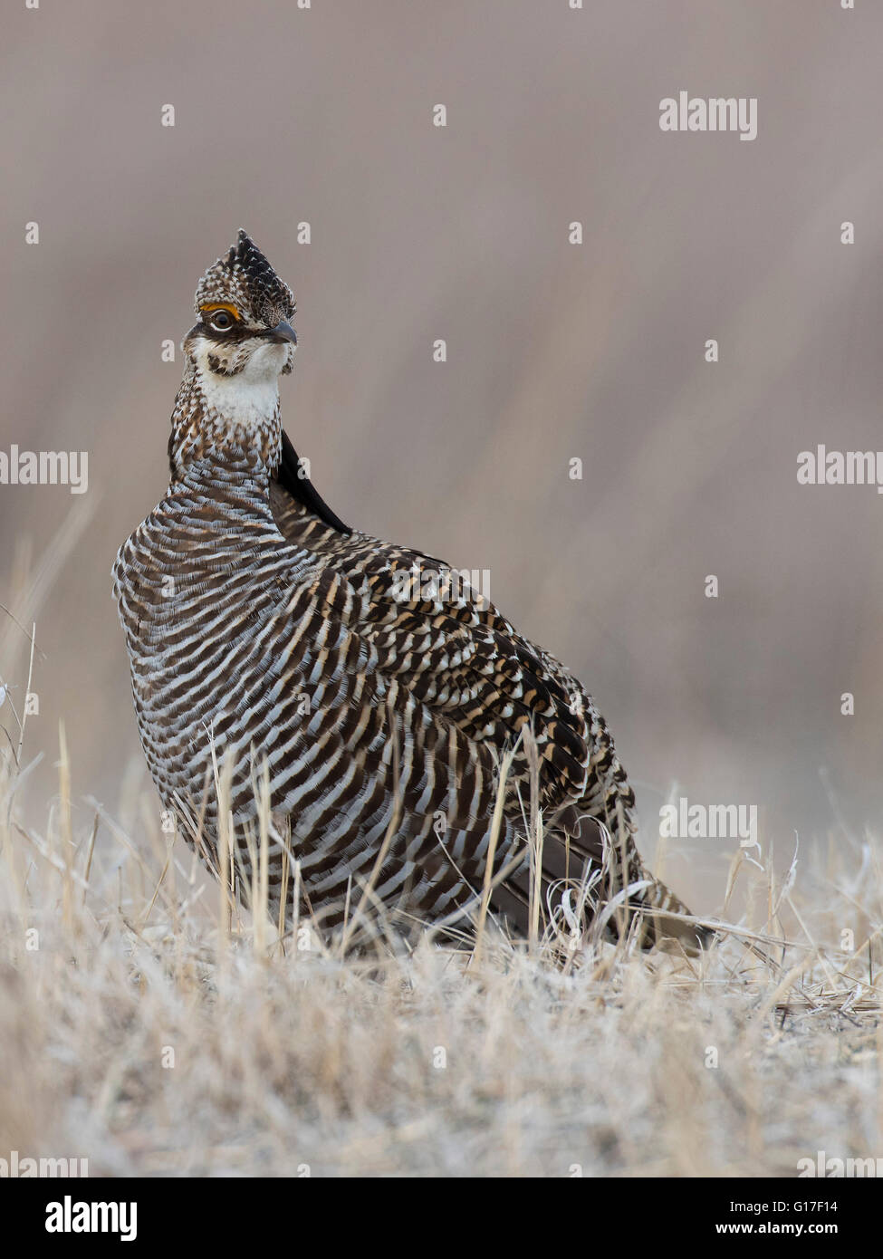Dancing Prairie Chickens in the spring in Minnesota Stock Photo - Alamy