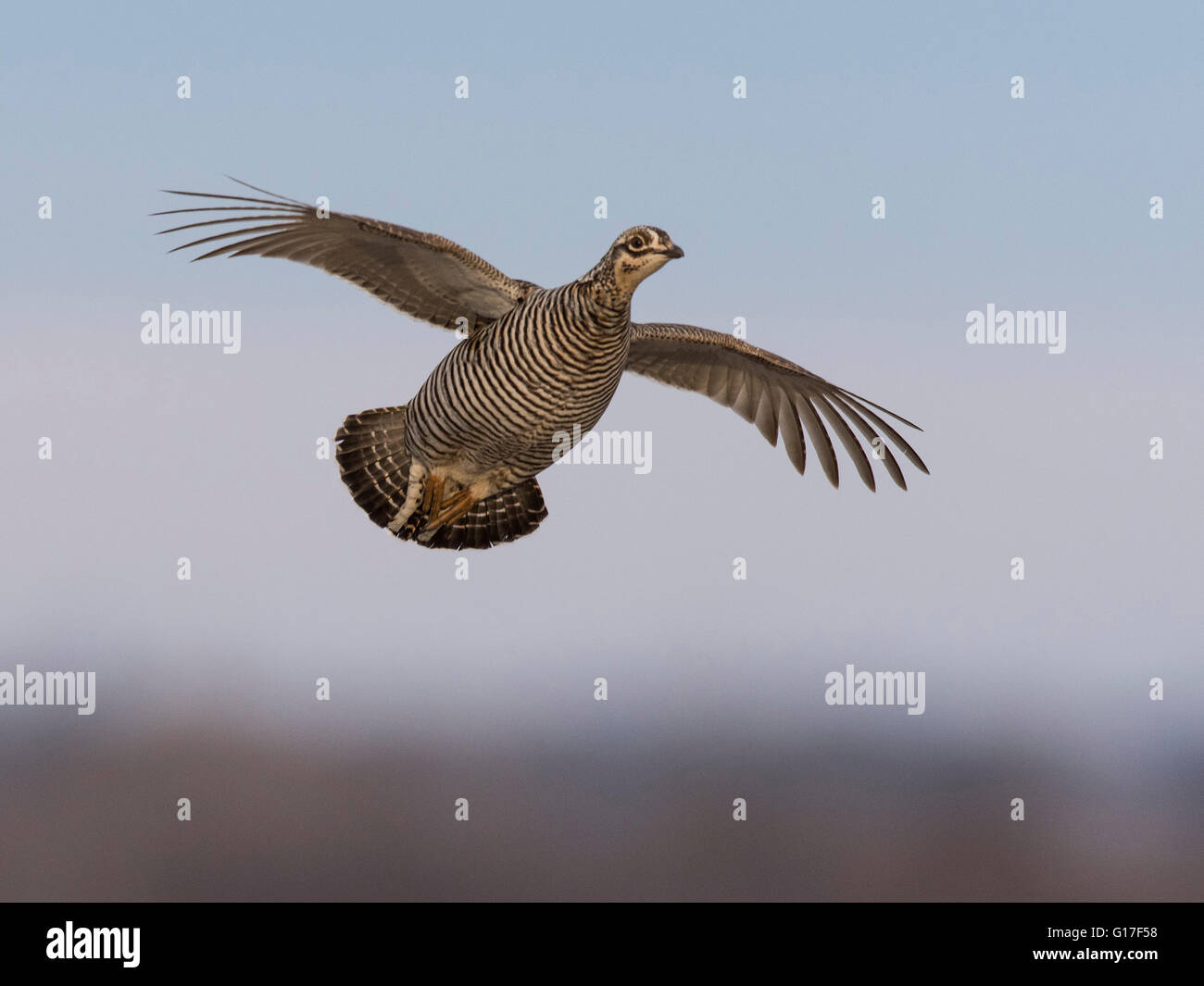 Tympanuchus cupido flying hi-res stock photography and images - Alamy