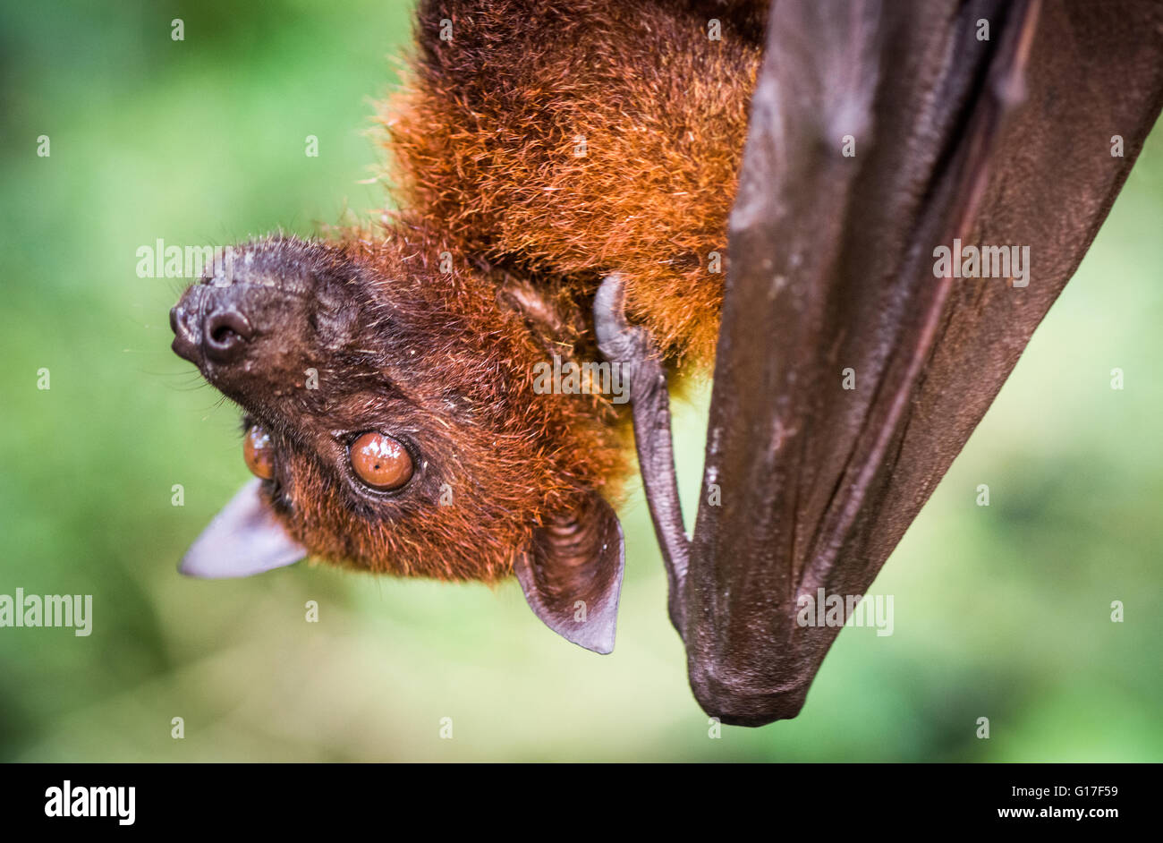 Malayan flying fox bat hanging on a tree branch Stock Photo - Alamy