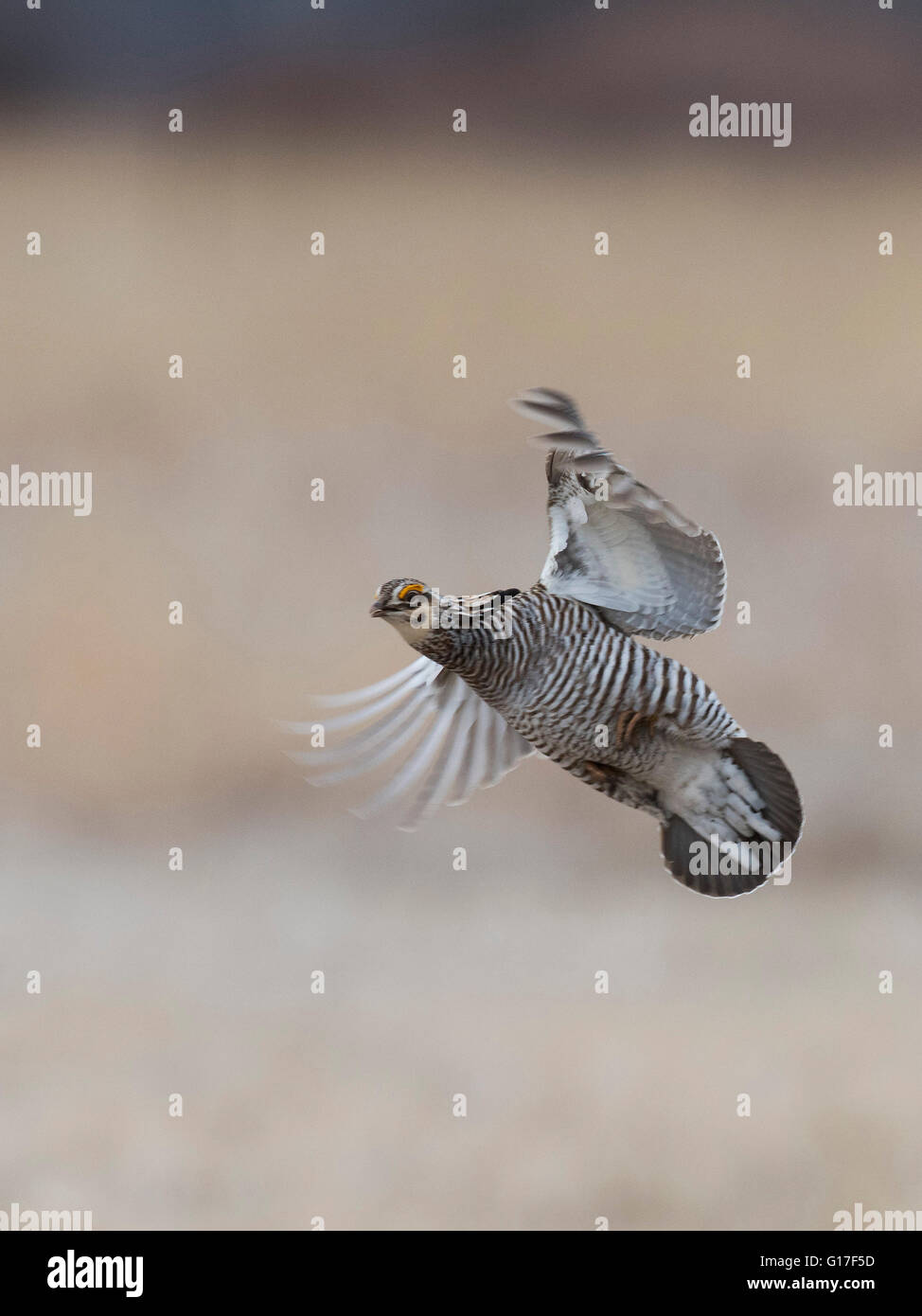 Grouse flying spring hi-res stock photography and images - Alamy