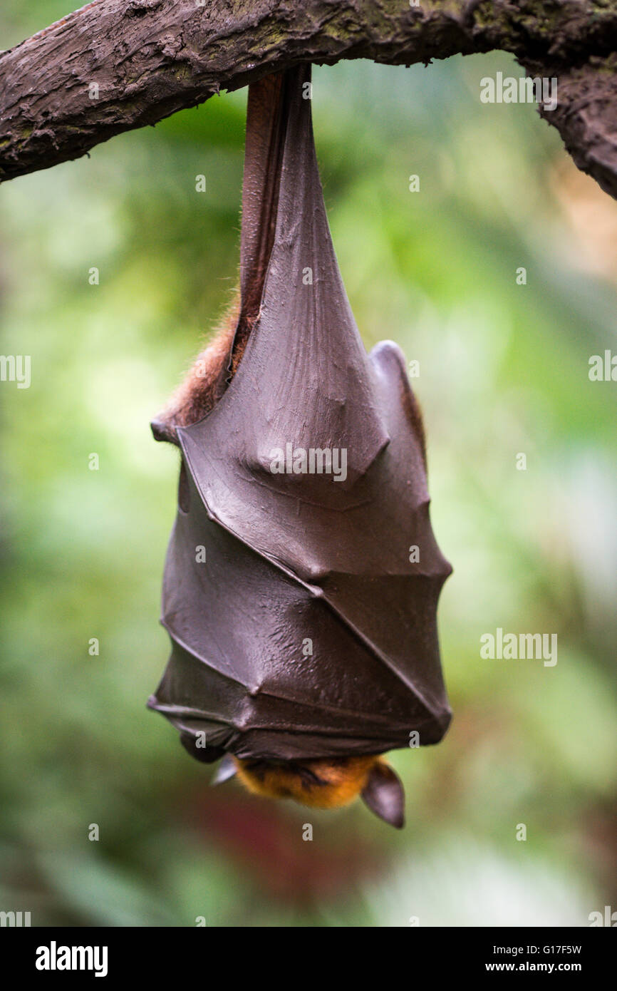 Malayan flying fox bat hanging on a tree branch Stock Photo - Alamy