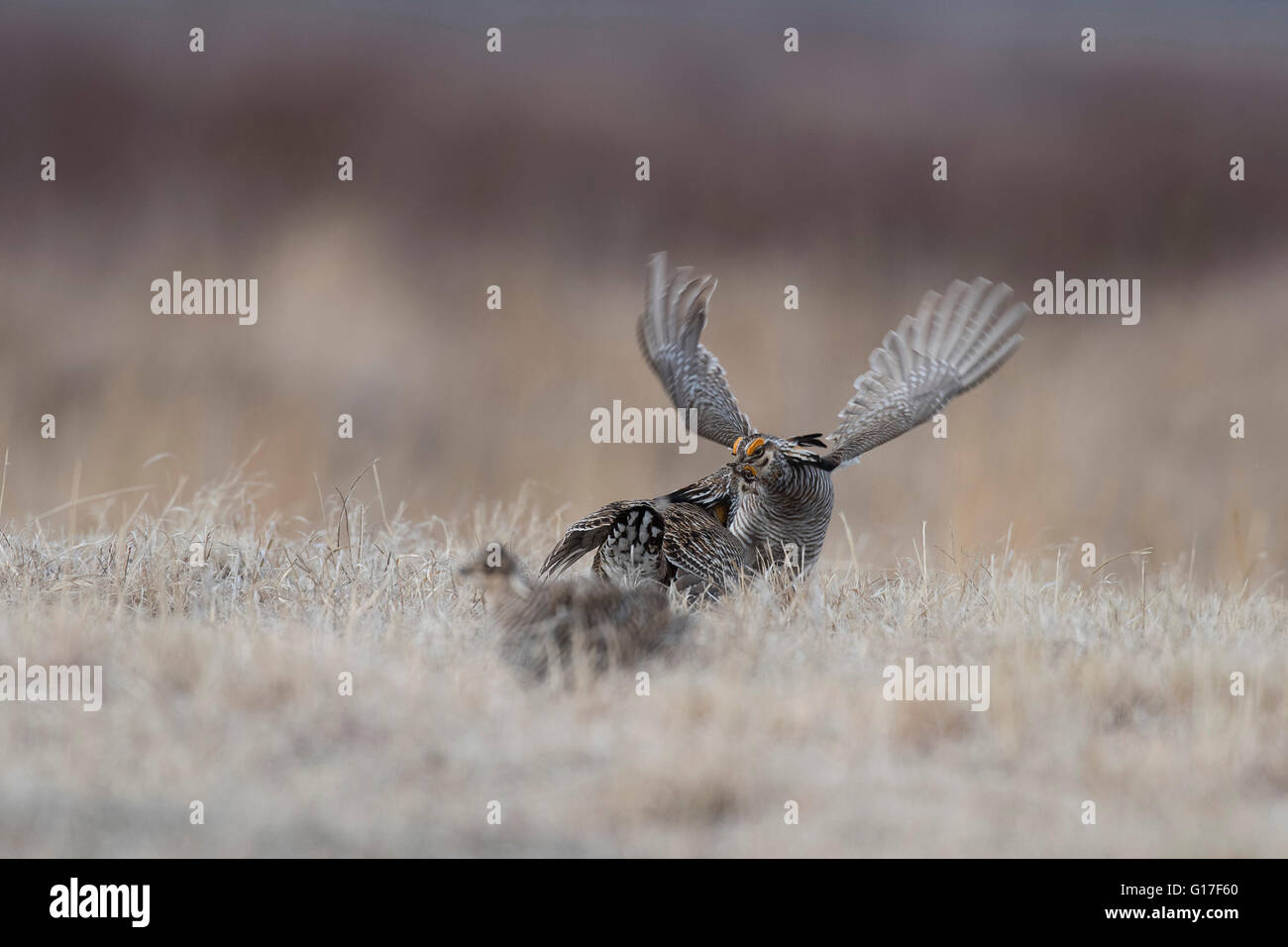 Fighting Prairie Chickens in the spring in Minnesota Stock Photo - Alamy