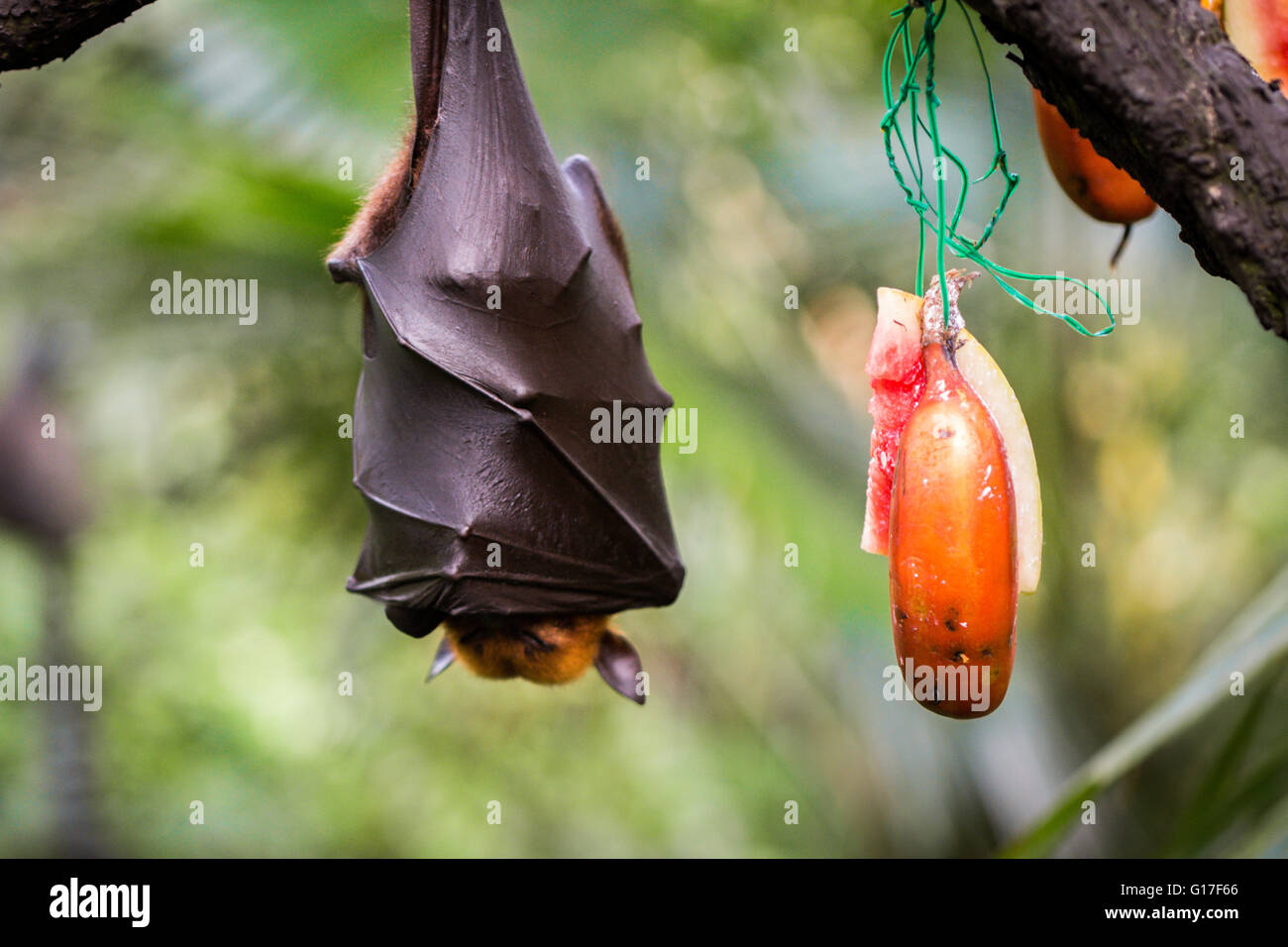 Malayan flying fox bat hanging on a tree branch Stock Photo - Alamy