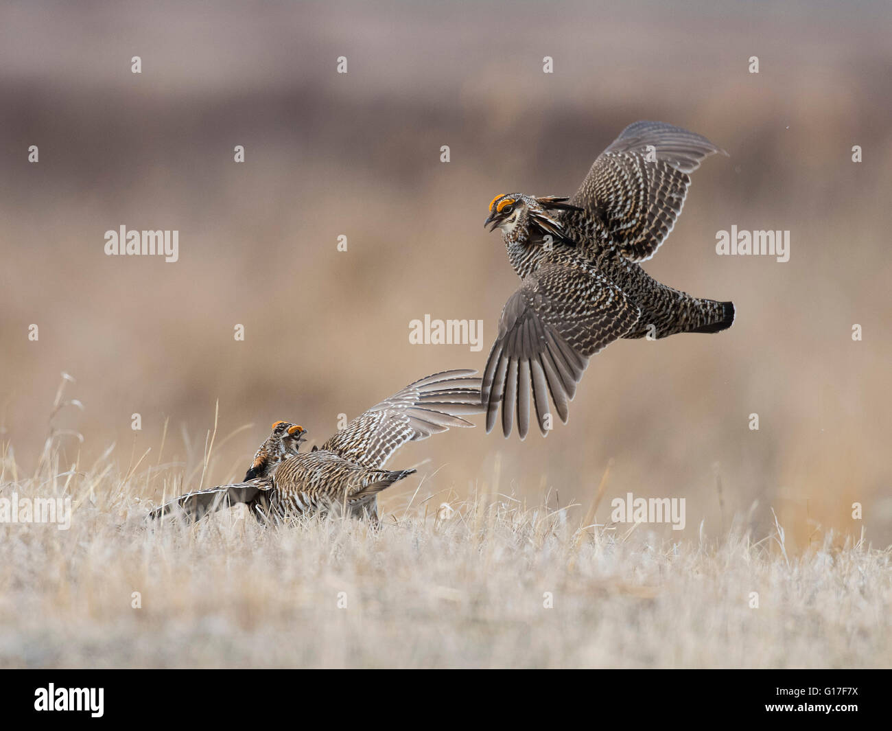 Fighting prairie chickens hi-res stock photography and images - Alamy