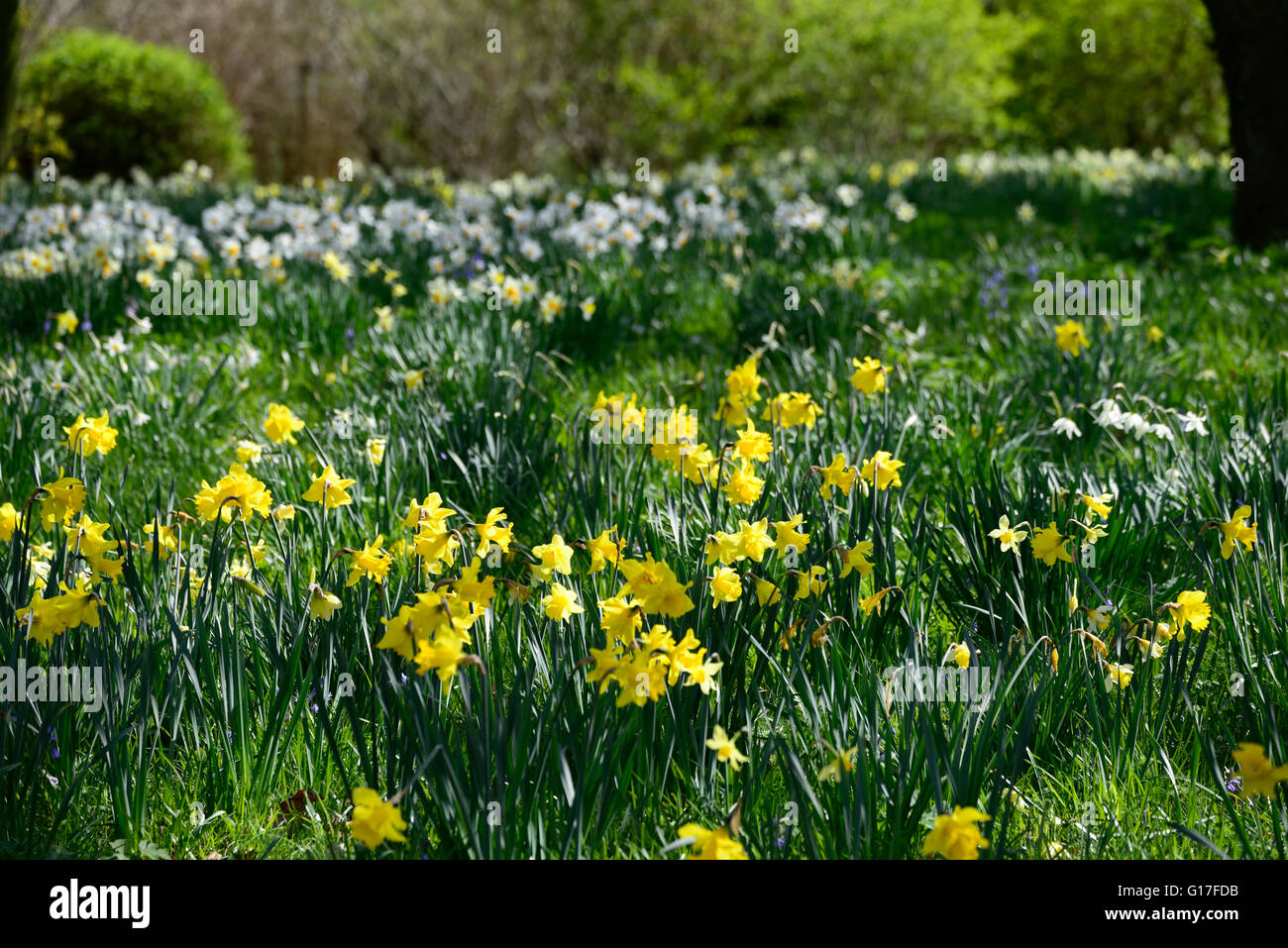 Naturalise hi-res stock photography and images - Alamy