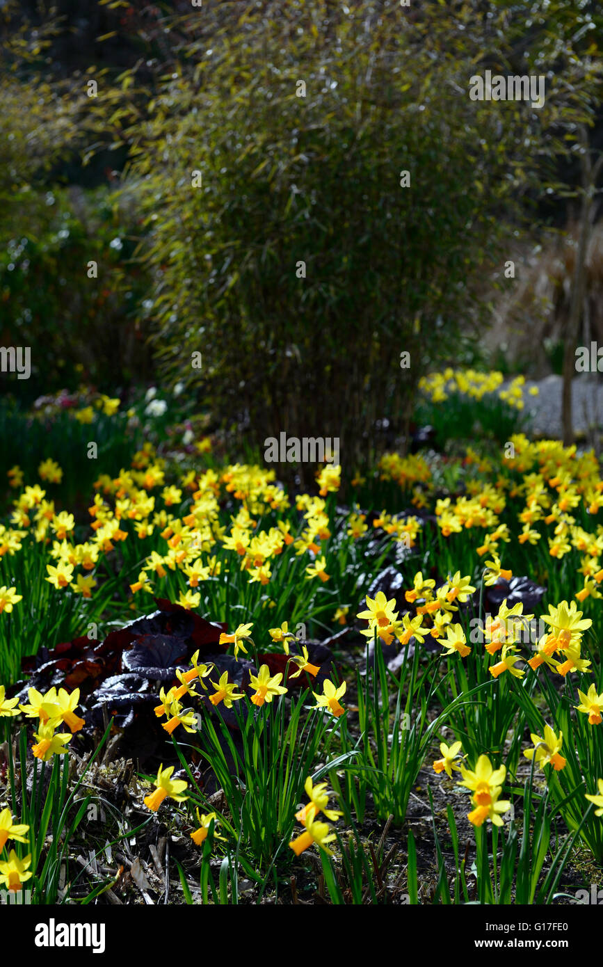 Narcissus Jetfire yellow dwarf miniature daffodils display naturalise ...