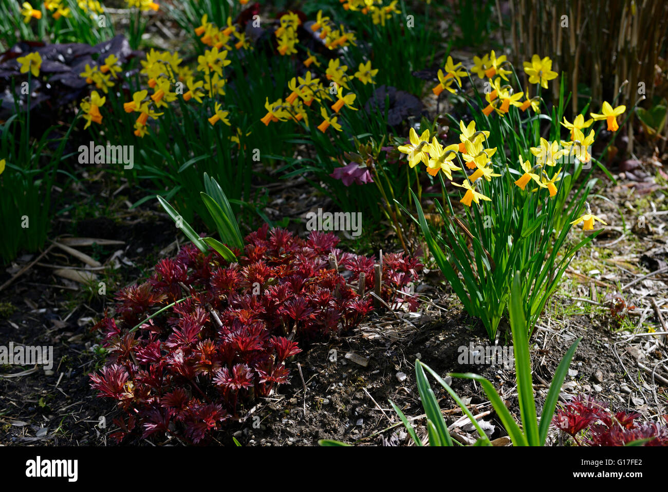 Narcissus Jetfire yellow dwarf miniature daffodils display naturalise ...