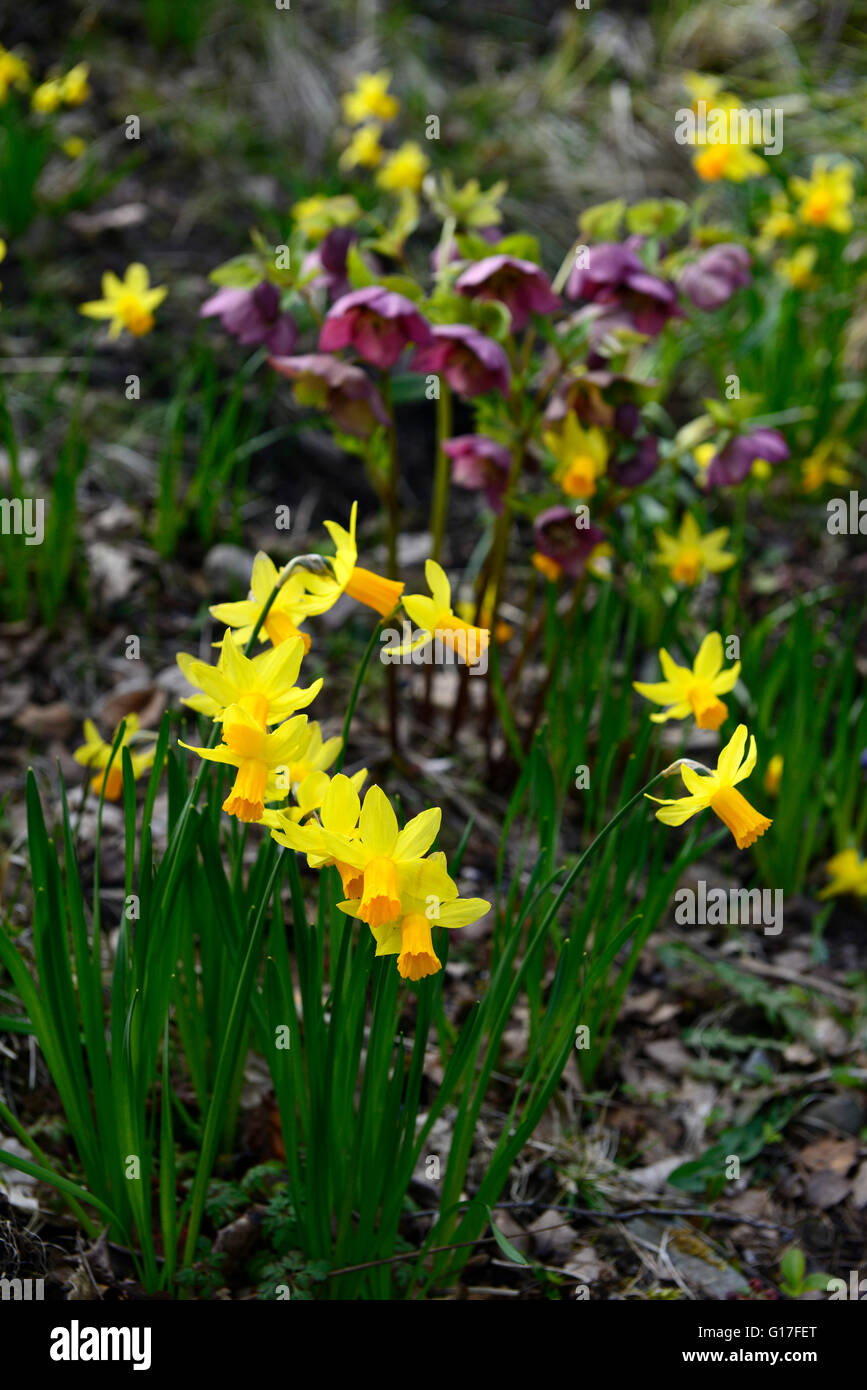 Narcissus Jetfire yellow dwarf miniature daffodils display naturalise ...