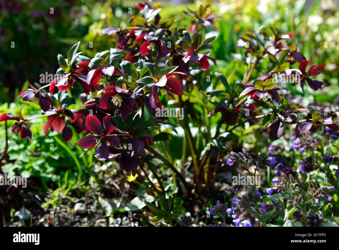 Very dark hellebore flower hi-res stock photography and images - Alamy