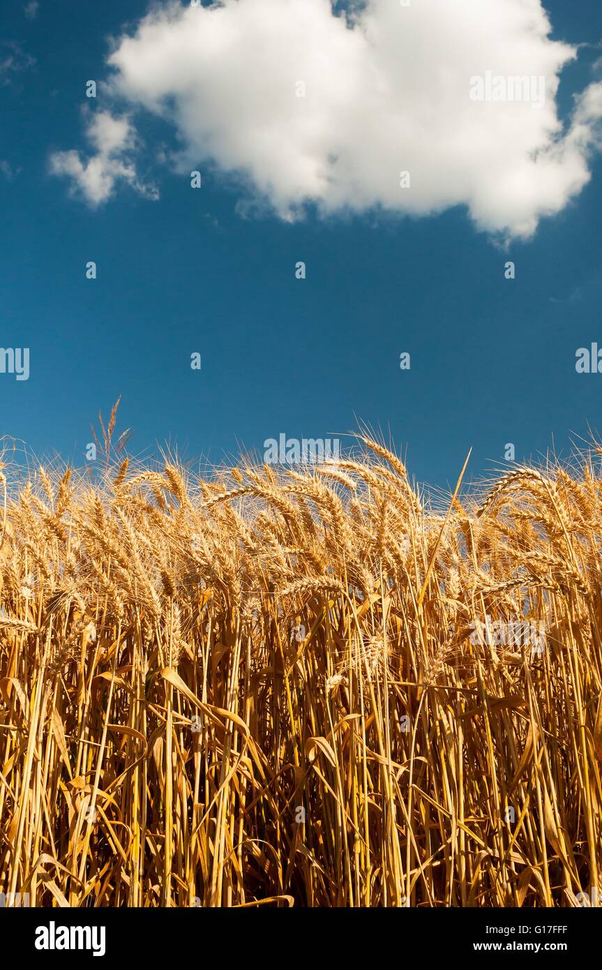Golden wheat field with blue sky and white clouds in background ...