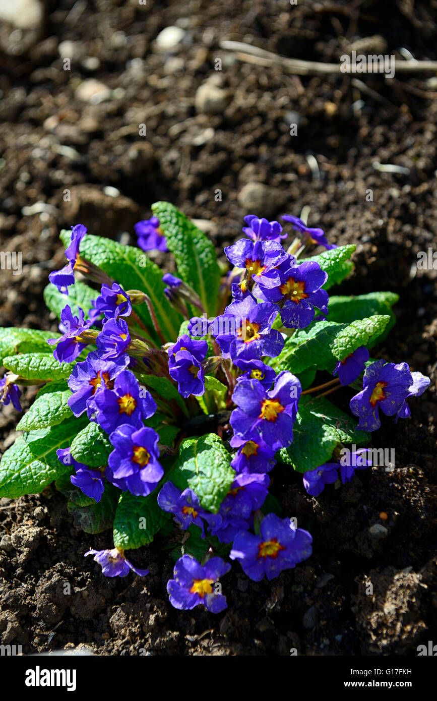 Barnhaven hybrid hi-res stock photography and images - Alamy