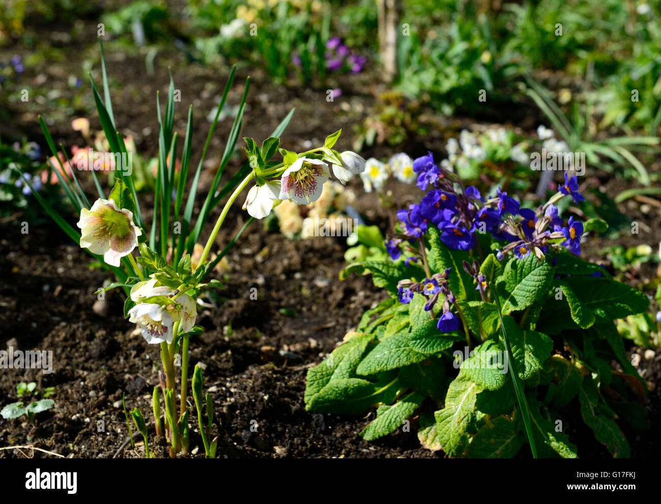 Barnhaven Hybrid High Resolution Stock Photography and Images - Alamy