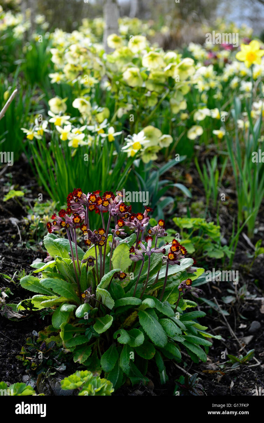primula elatior red daffodil hellebore mix mixed planting spring flower ...