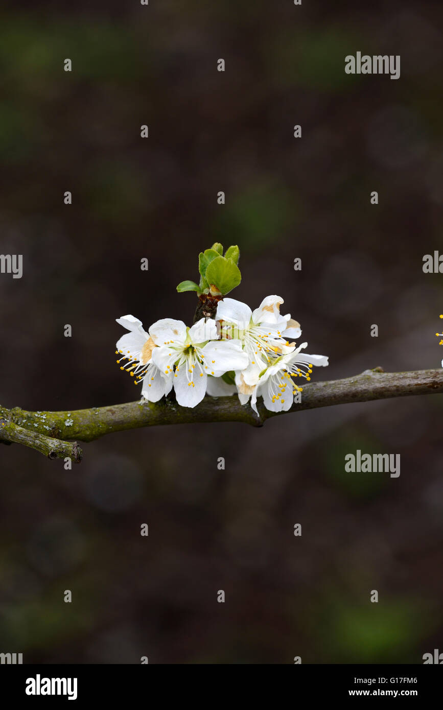 prunus domestica opal blossom damson flower plum spring white flowers ...