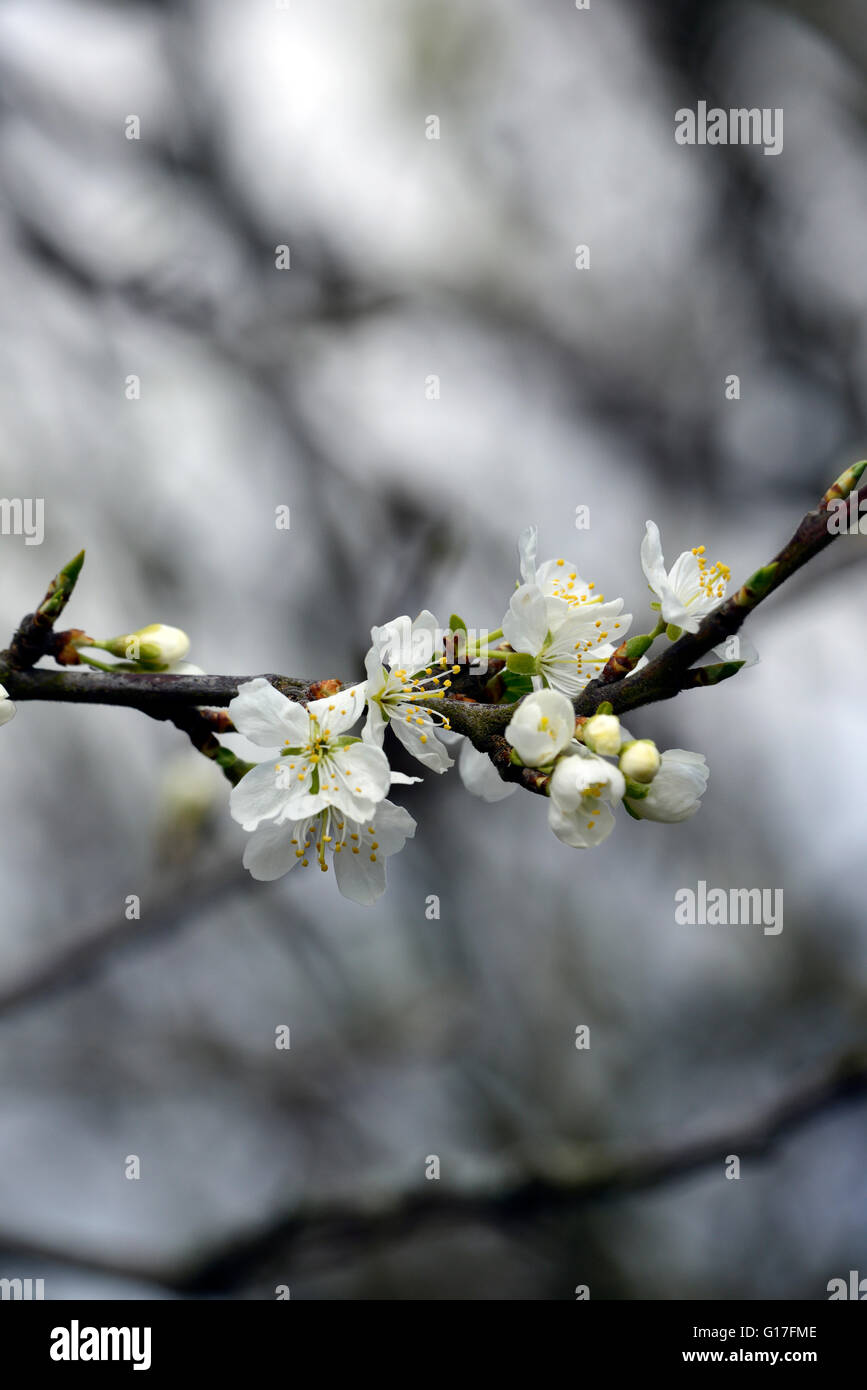 prunus domestica victoria plum Spring white flowers bloom blossom ...