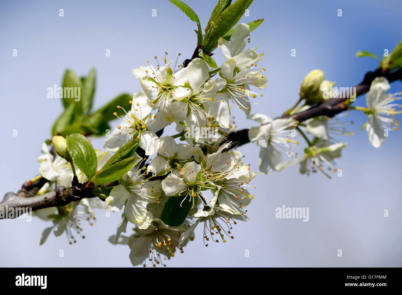 prunus insititia merryweather damson domestica Spring white flowers ...
