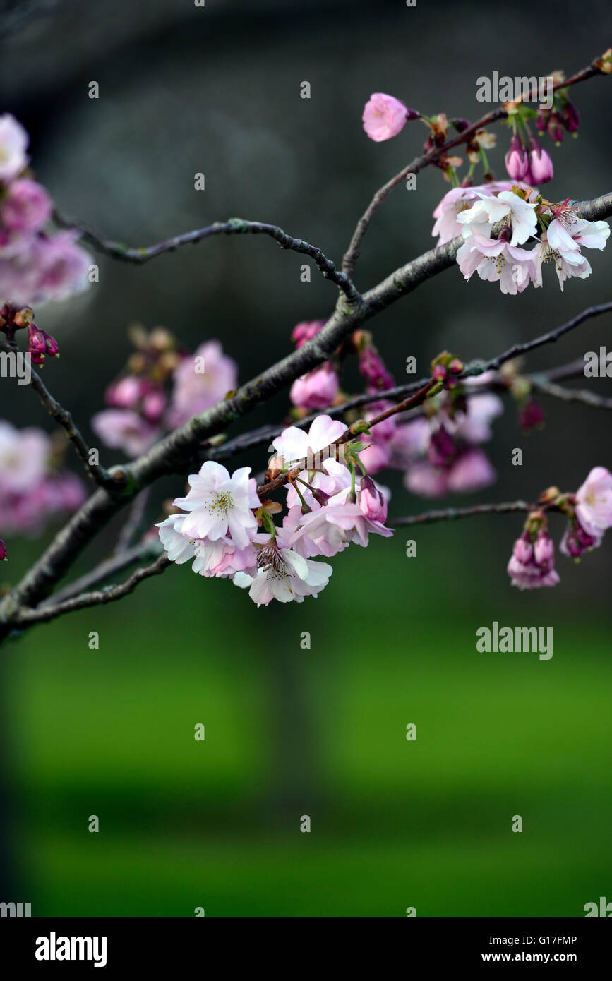 prunus pendula pendula rosea Spring Cherry Higan cherry Rosebud cherry ...