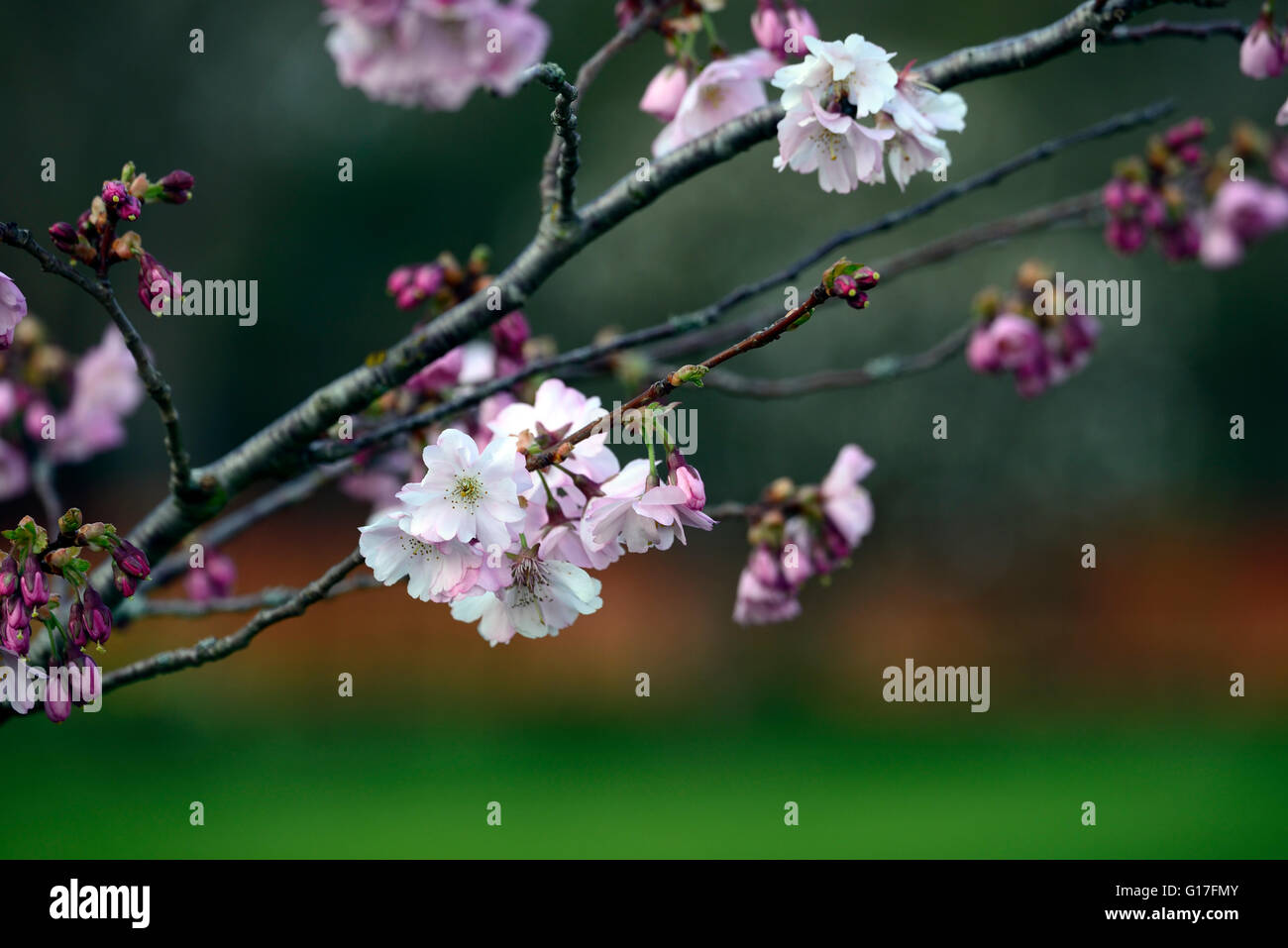 prunus pendula pendula rosea Spring Cherry Higan cherry Rosebud cherry ...