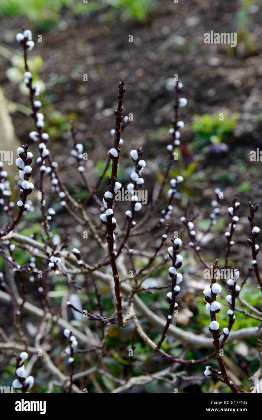Salix hastata Wehrhahnii Halberd Leaved Willow white bud buds spring ...