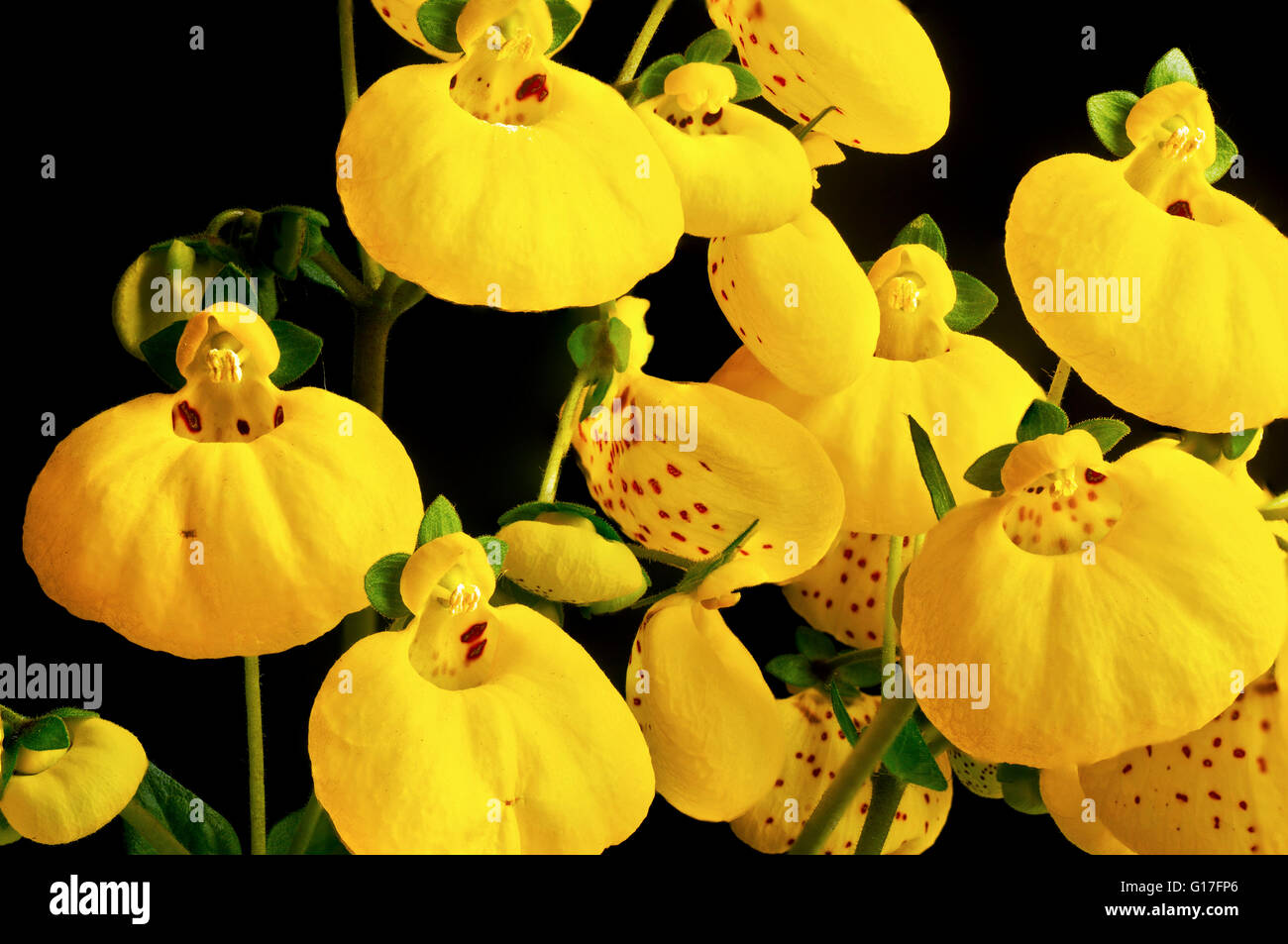 Calceolaria Yellow flowers Stock Photo - Alamy