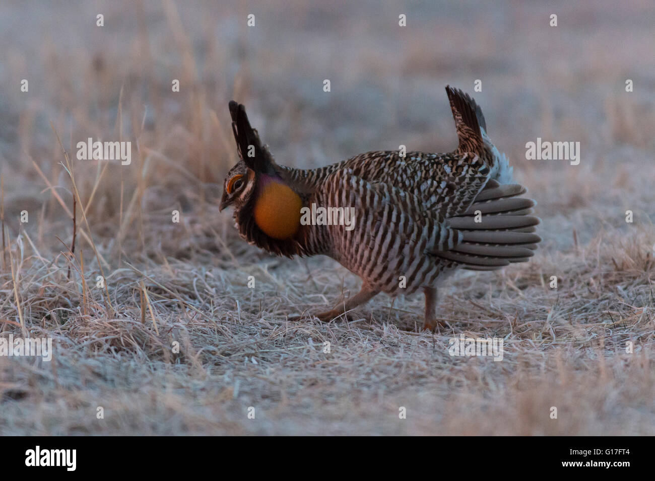 Dancing Prairie Chickens in the spring in Minnesota Stock Photo - Alamy