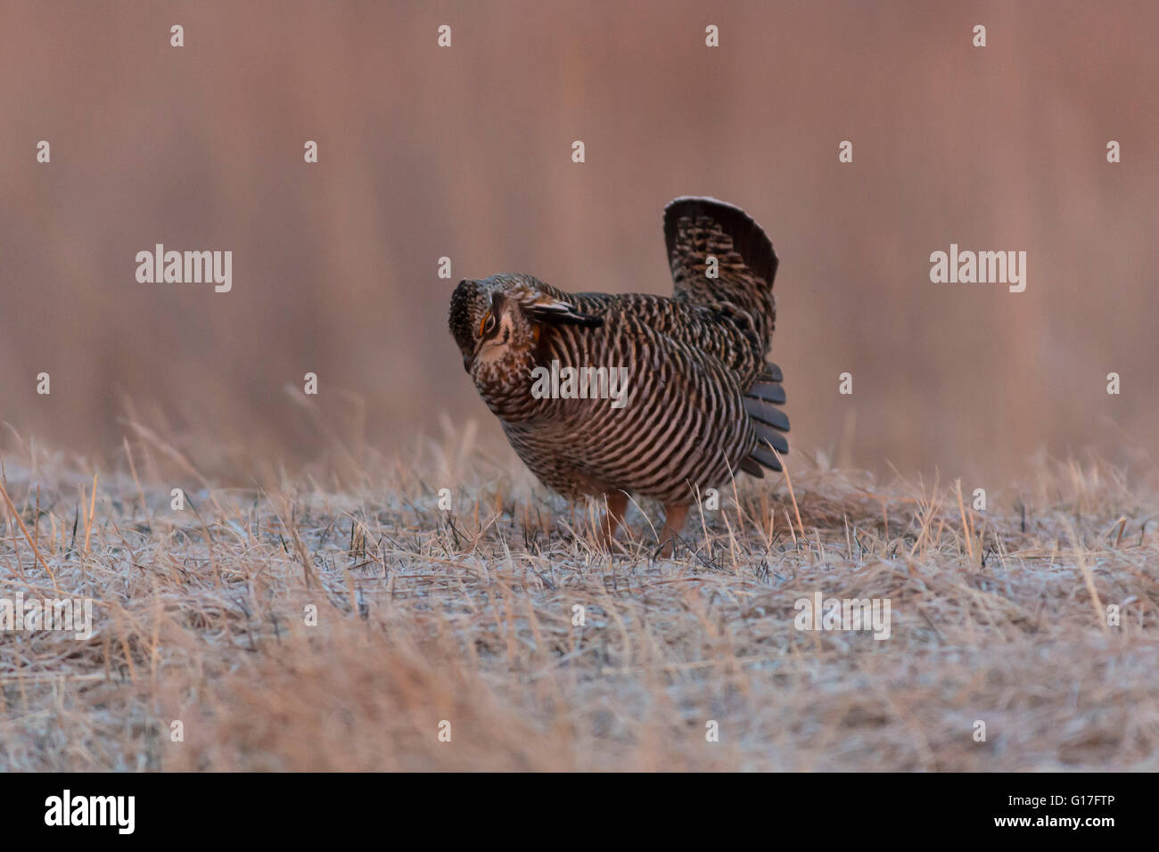 Dancing Prairie Chickens in the spring in Minnesota Stock Photo - Alamy