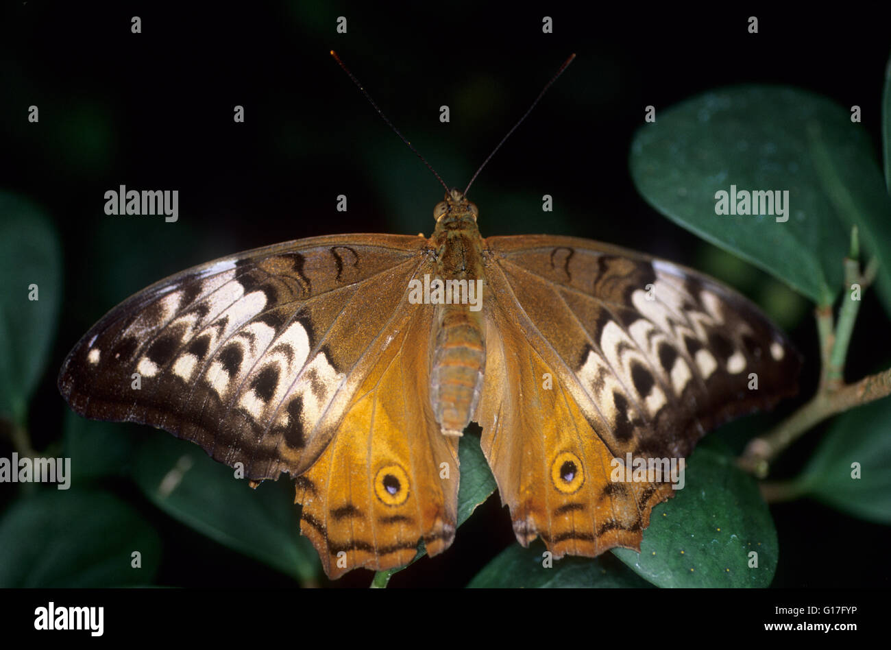 Australia, Cruiser Butterfly (Vindula arsinoe Stock Photo - Alamy