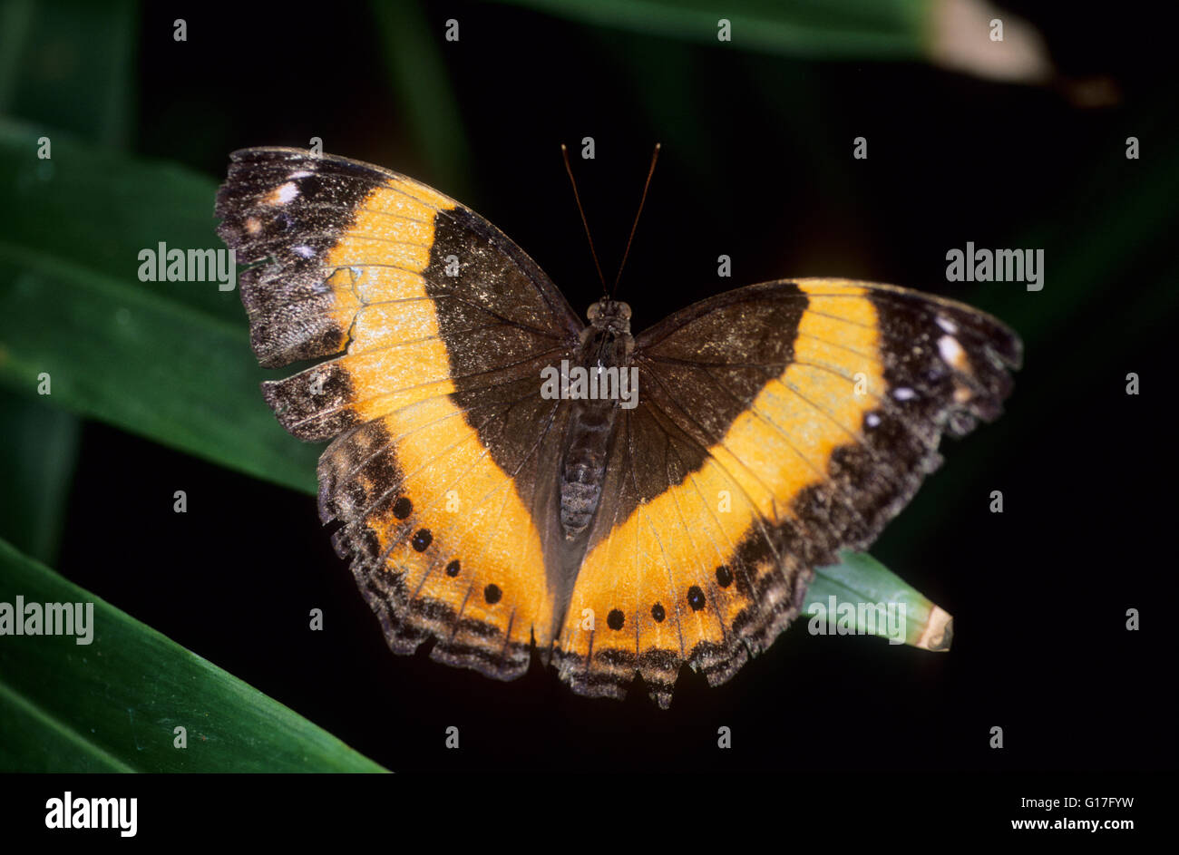 Australian or Bordered Rustic Butterfly (Cupha prosope Stock Photo - Alamy
